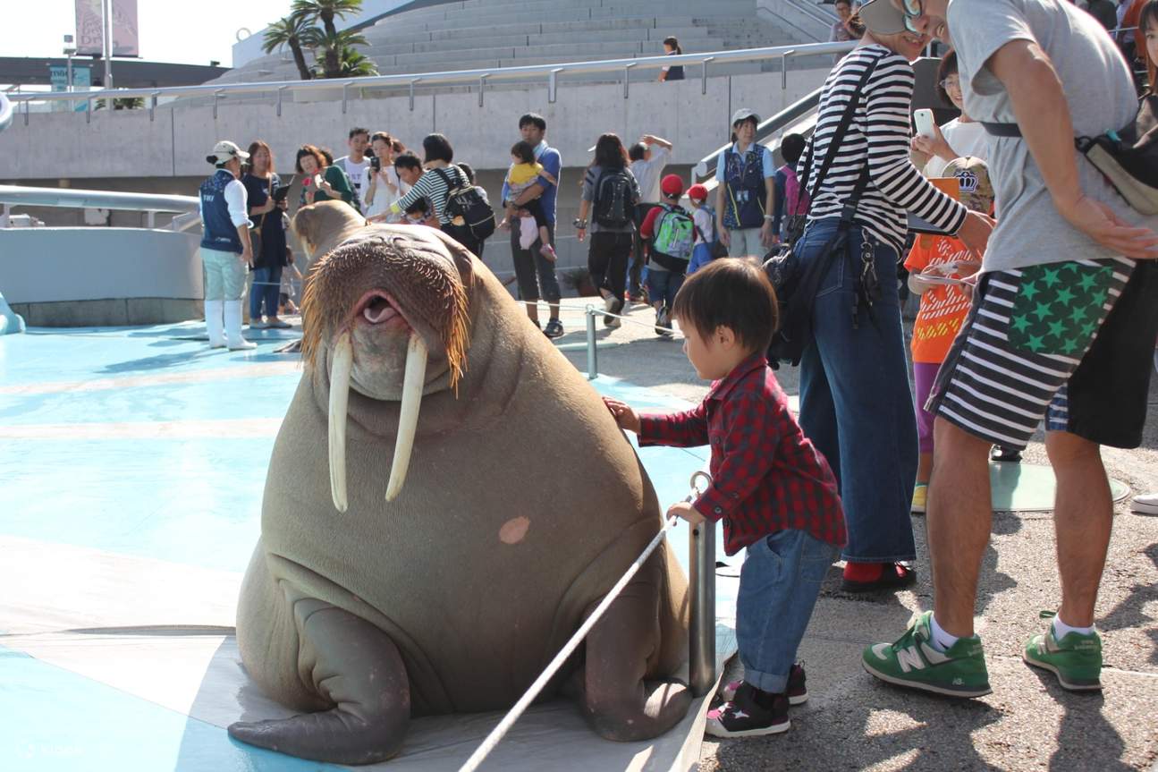 Umitamago Aquarium Admission Ticket in Oita, Japan - 클룩 KLOOK 한국